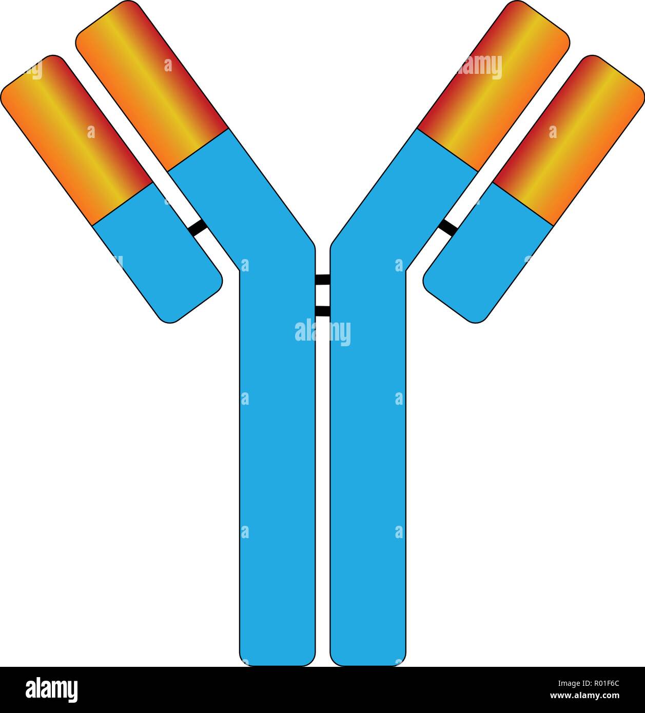Antibody molecule hi-res stock photography and images - Alamy