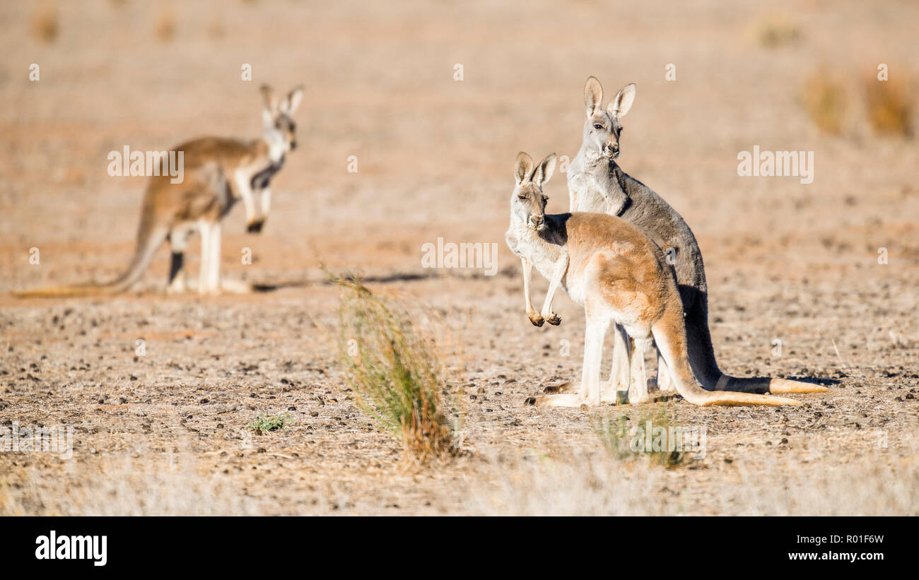 Red kangaroo habitat hi-res stock photography and images - Alamy