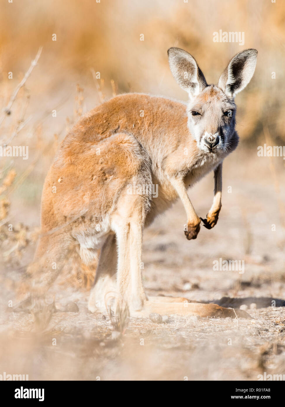 Red kangaroo (Macropus rufus), in habitat, young animal, South ...