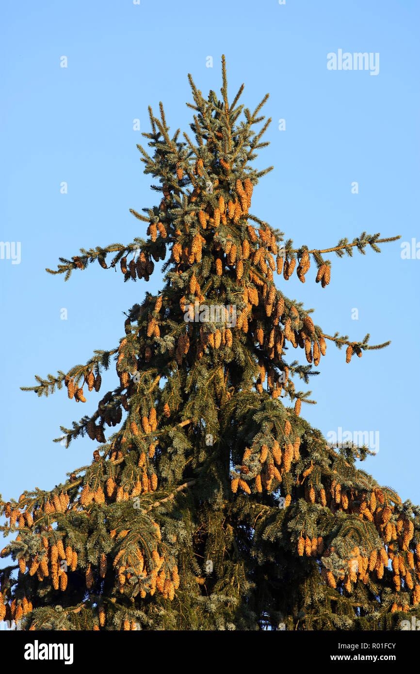 Abies cone hi-res stock photography and images - Alamy