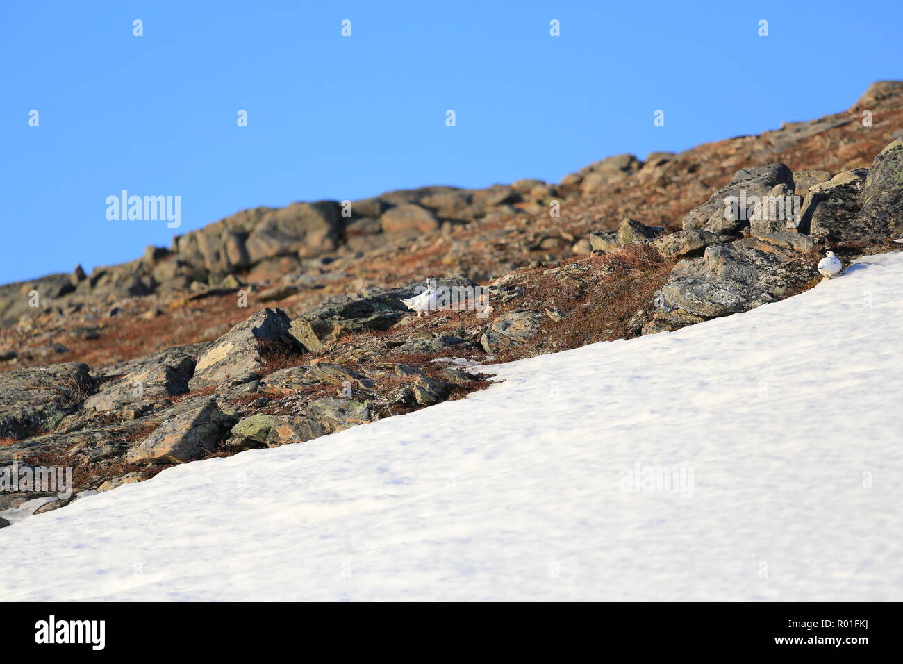 Ptarmigan/grouse On A Rocky And Snowy Mountain In The Spring Stock ...