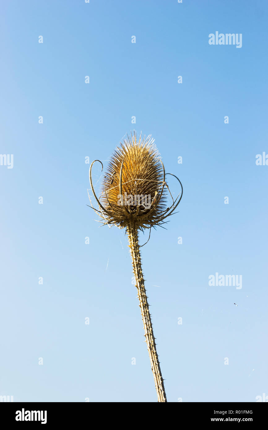 Ornamental teasel hi-res stock photography and images - Alamy