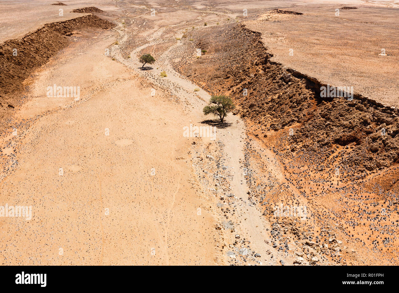 Aerial view, camelthorn trees (Acacia erioloba) in the washed out dry ...