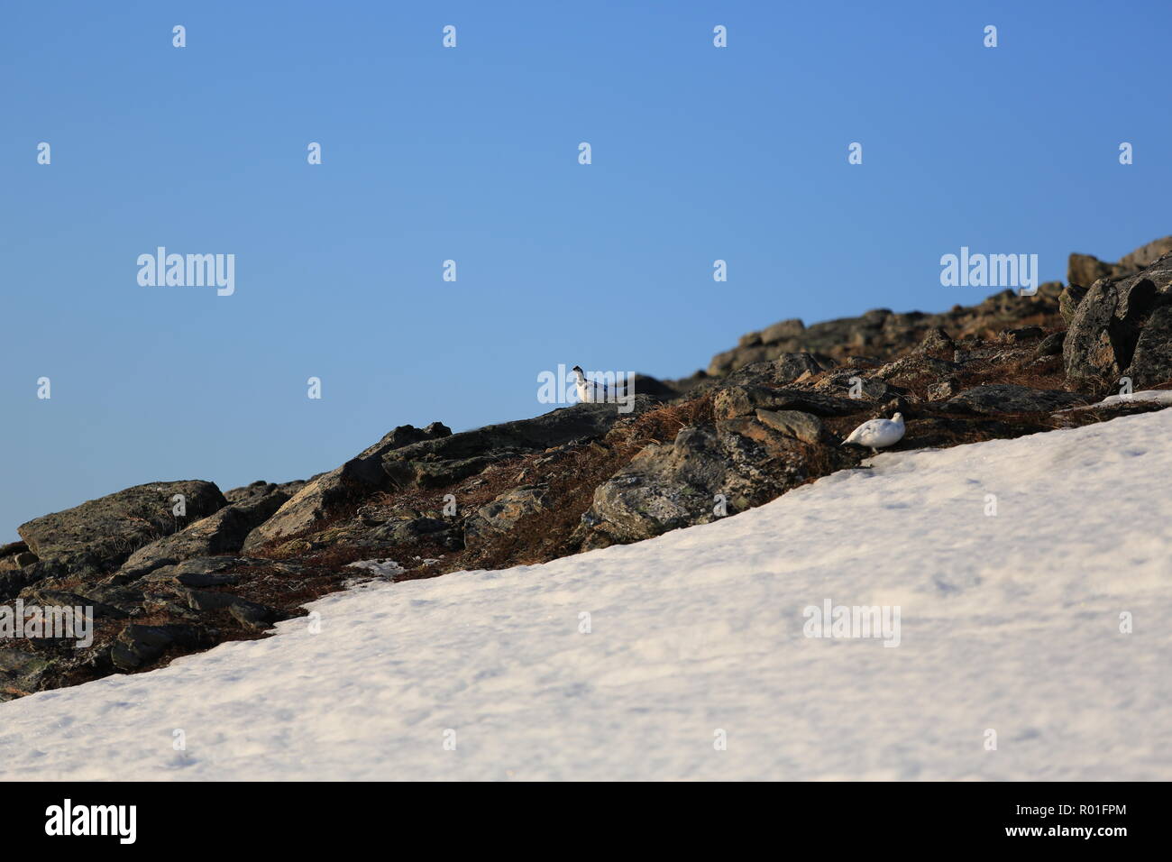 Grouse hunting couple hi-res stock photography and images - Alamy