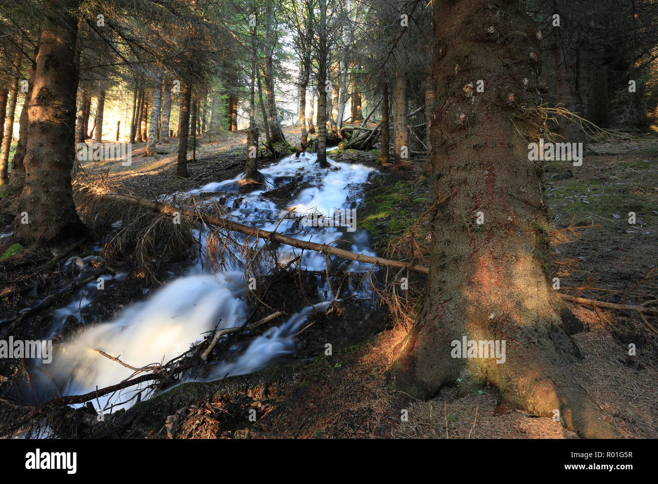 Melting creek in forest hi-res stock photography and images - Alamy