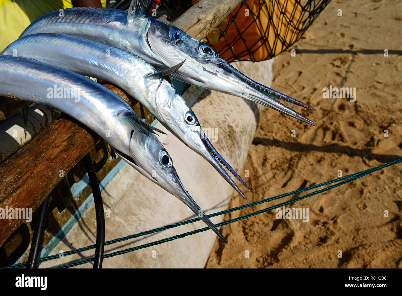 Freshly caught barracudas (Sphyraenidae) on Tangalle Beach, Sri Lanka ...