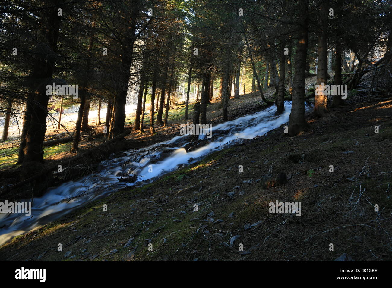 Small Spring river In The Forest Stock Photo - Alamy