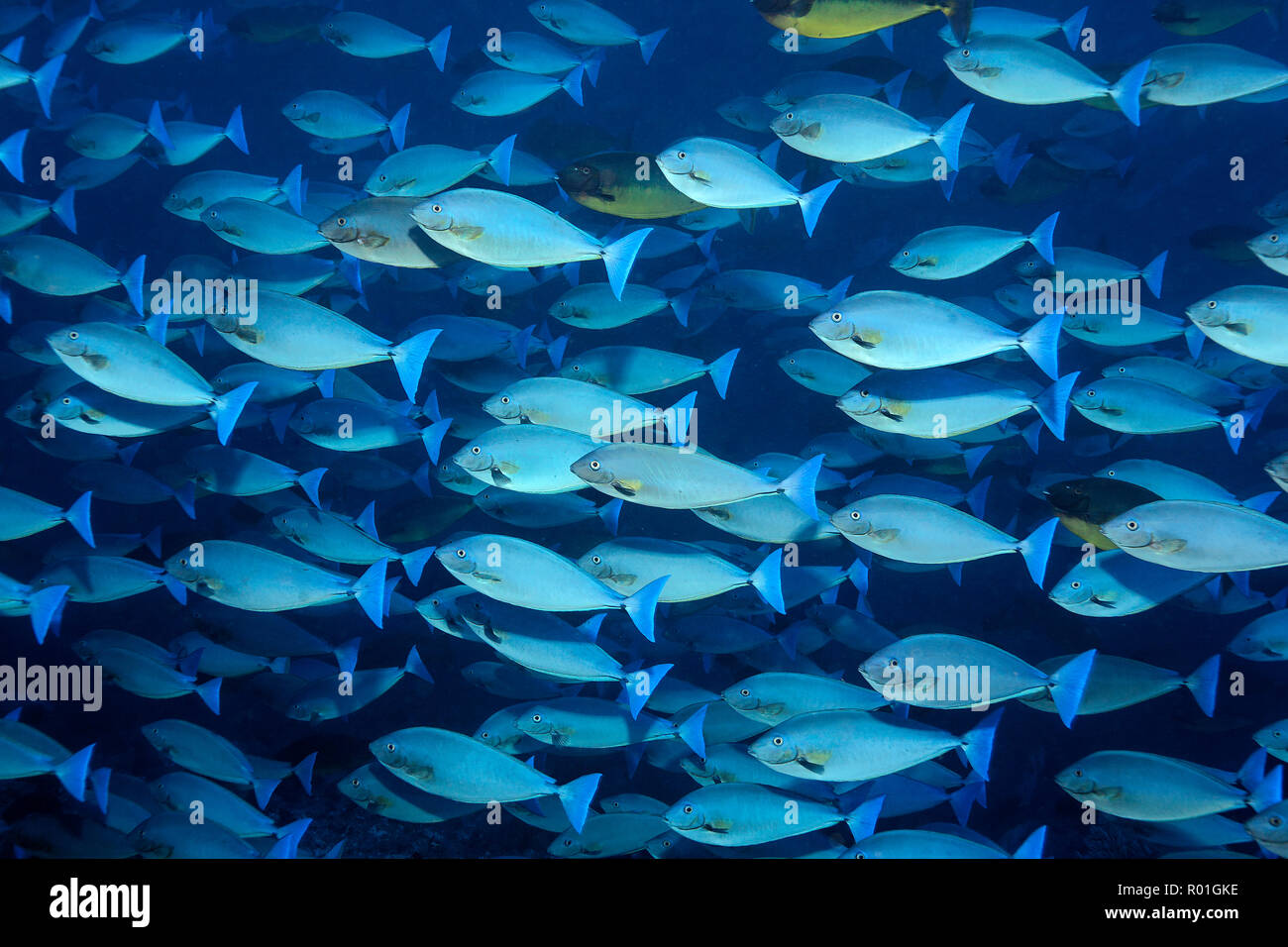 Doctor Fishes High Resolution Stock Photography and Images - Alamy