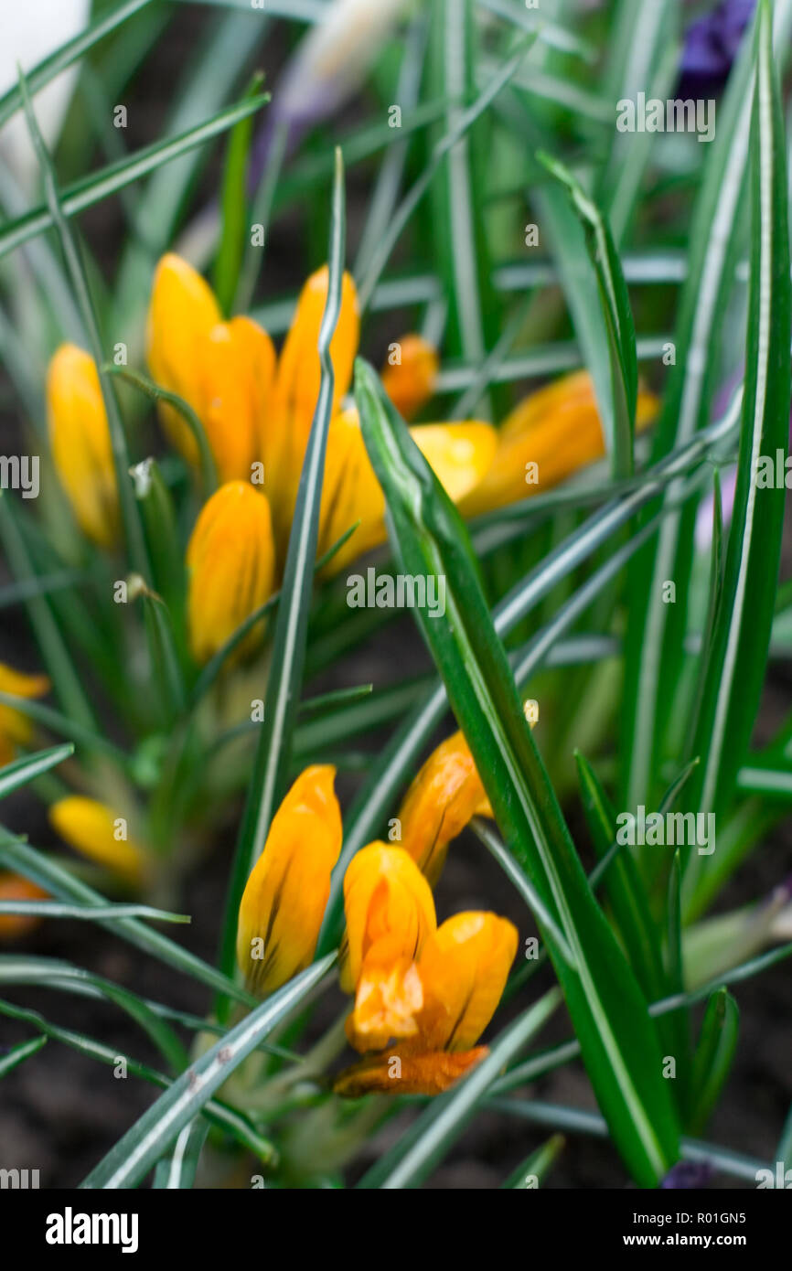 Crocus hybrid hi-res stock photography and images - Alamy