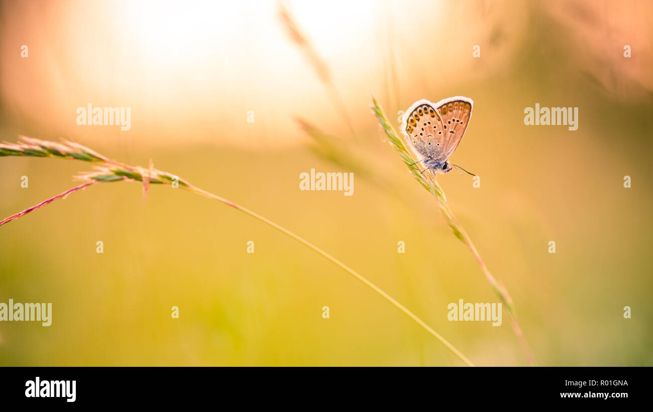 Colorful Butterfly Landscape Stock Photos & Colorful Butterfly ...