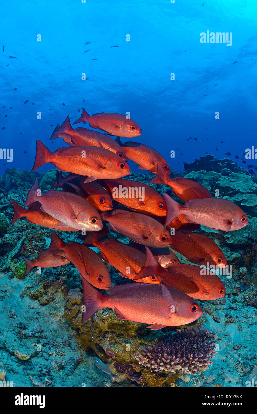 Pinjalo Pinjalo High Resolution Stock Photography and Images - Alamy