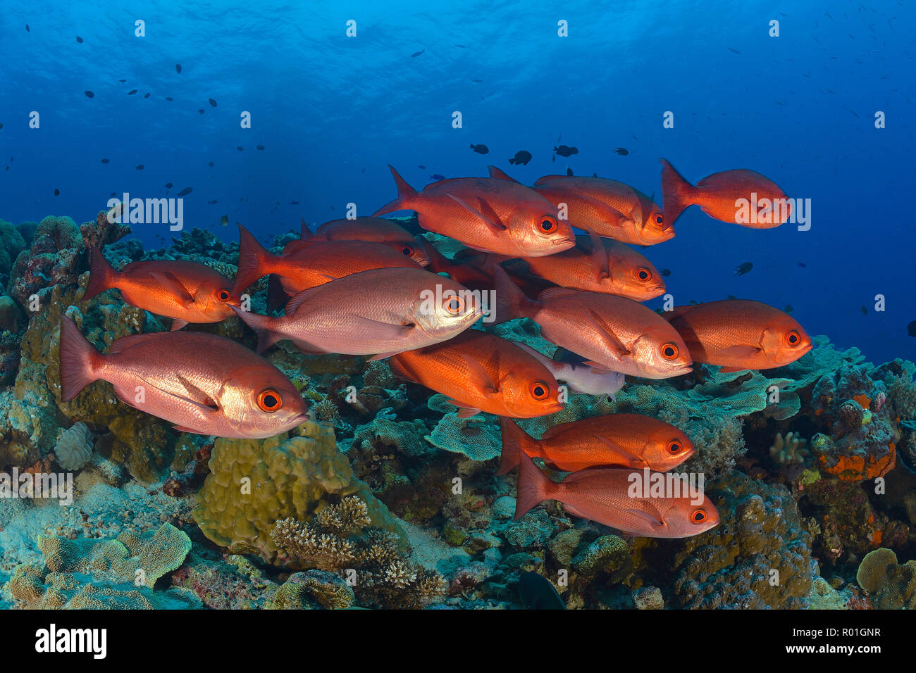 Pinjalo Pinjalo High Resolution Stock Photography and Images - Alamy