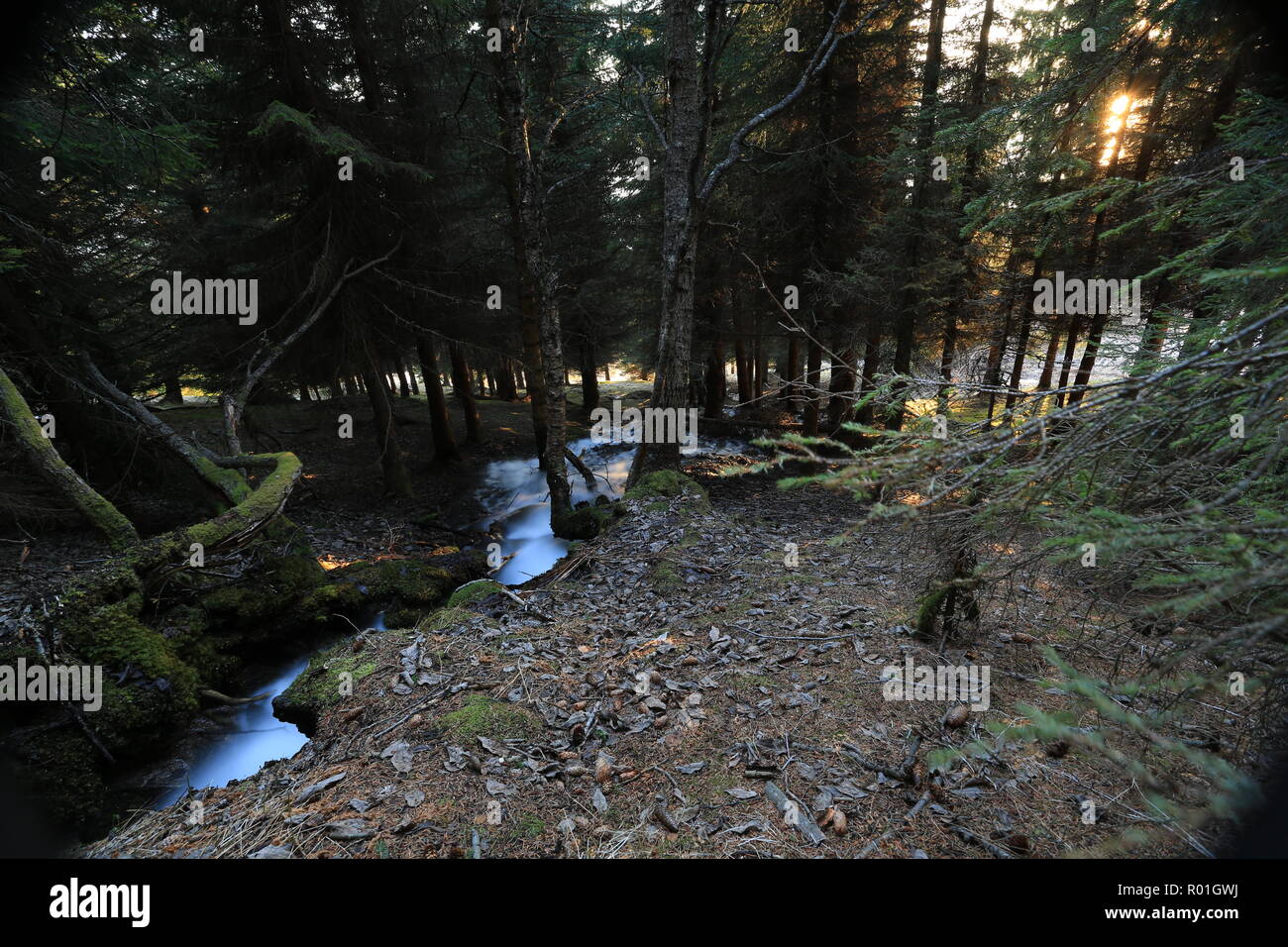 Small Spring river In The Forest Stock Photo - Alamy