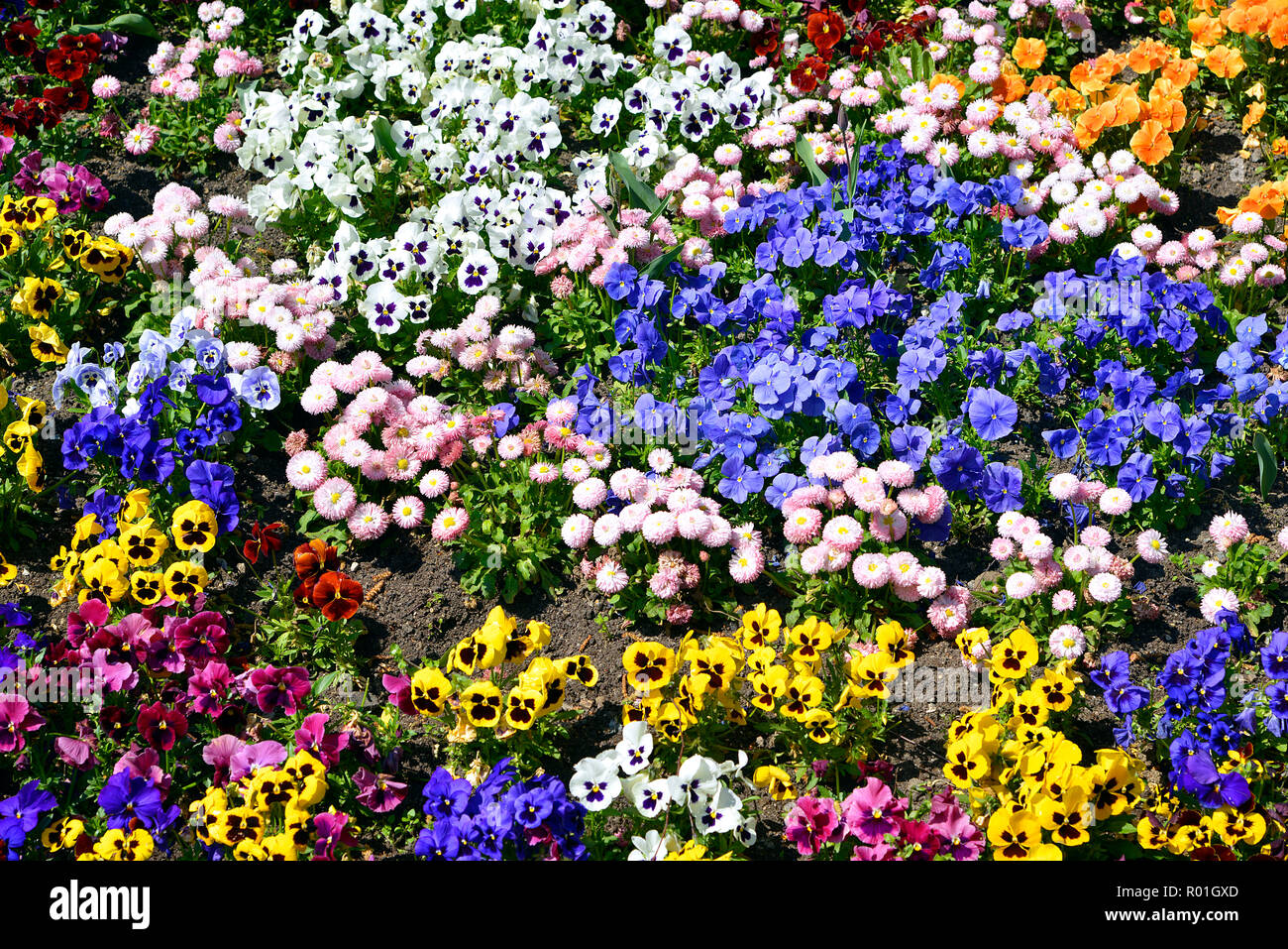 Background of flowerbed of multicolor violas Stock Photo - Alamy
