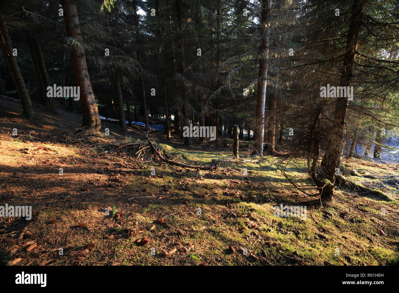 Long shadows in forest hi-res stock photography and images - Alamy