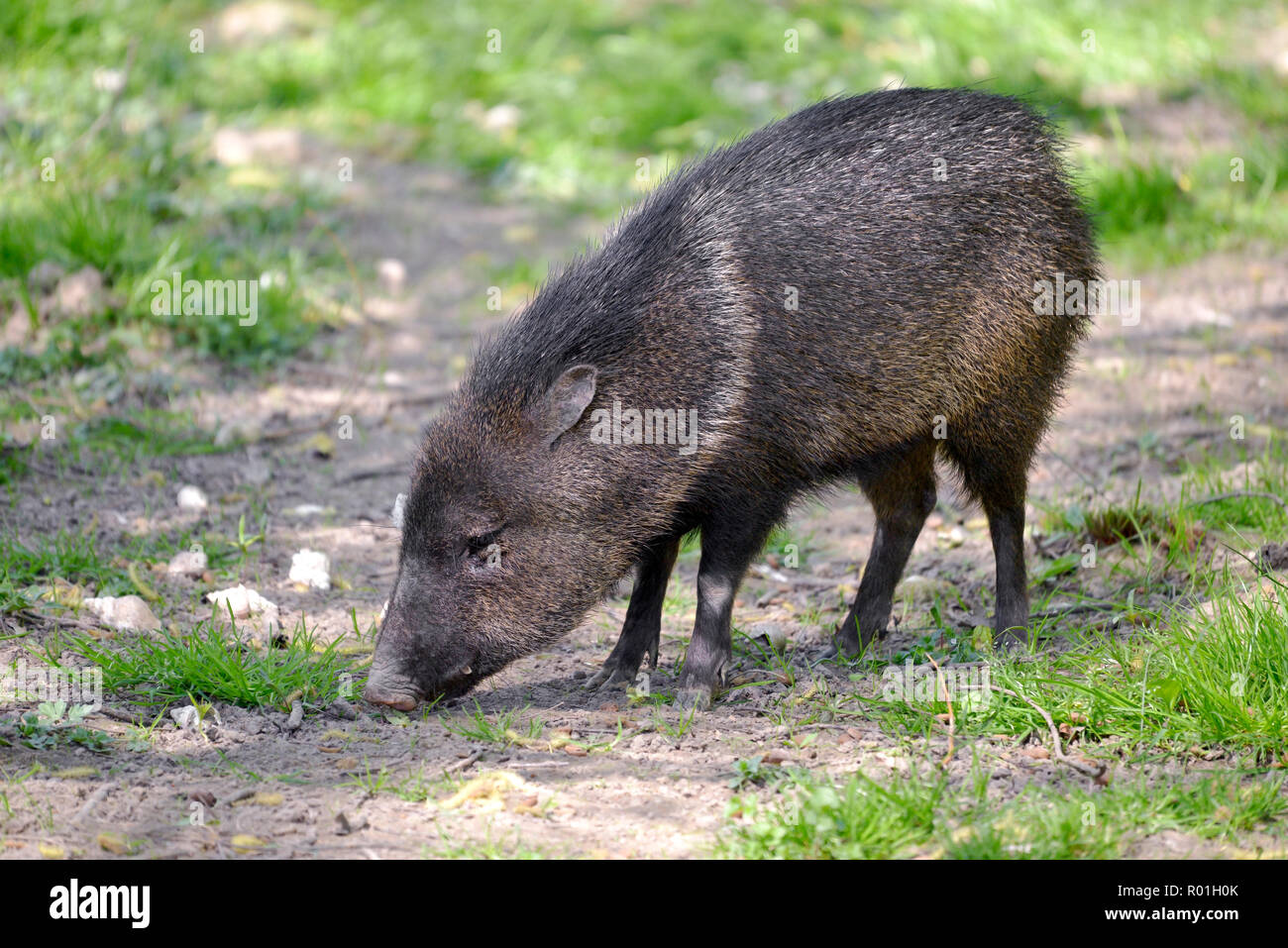 Peccary pecari hi-res stock photography and images - Alamy