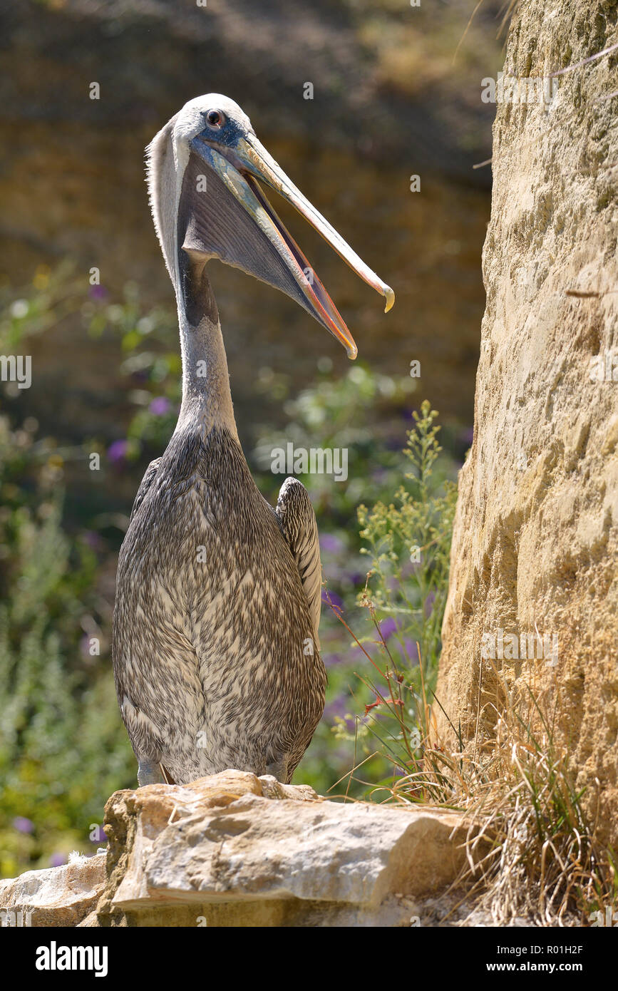 Peruvian pelican (Pelecanus thagus) perched on cliff with the open beak ...