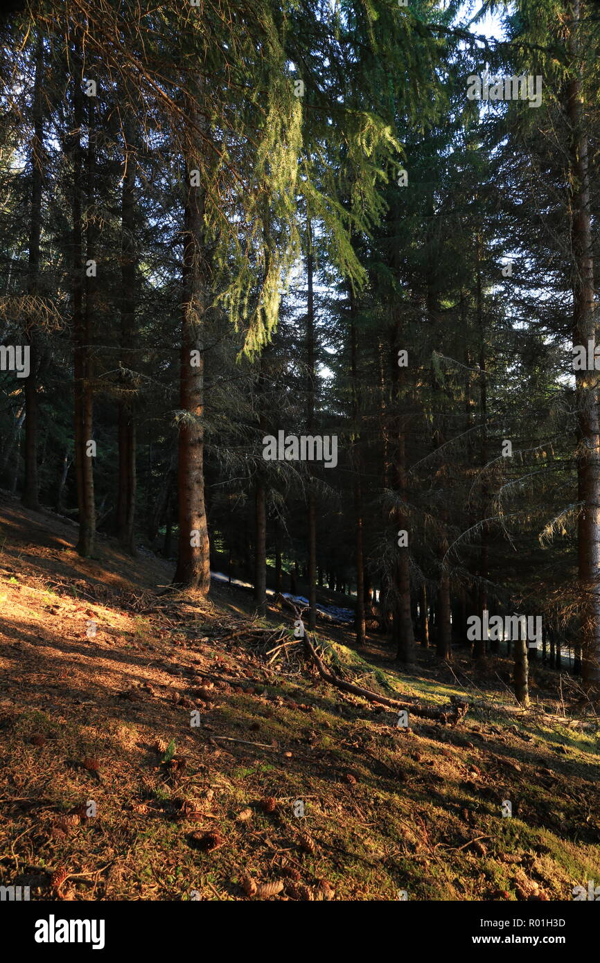Spruce Forest In The Spring, Sun Shadows Stock Photo - Alamy
