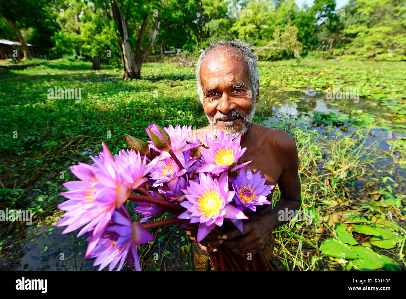 Old man with flowers of Blue Lotus (Nymphaea caerulea), near Habarana ...