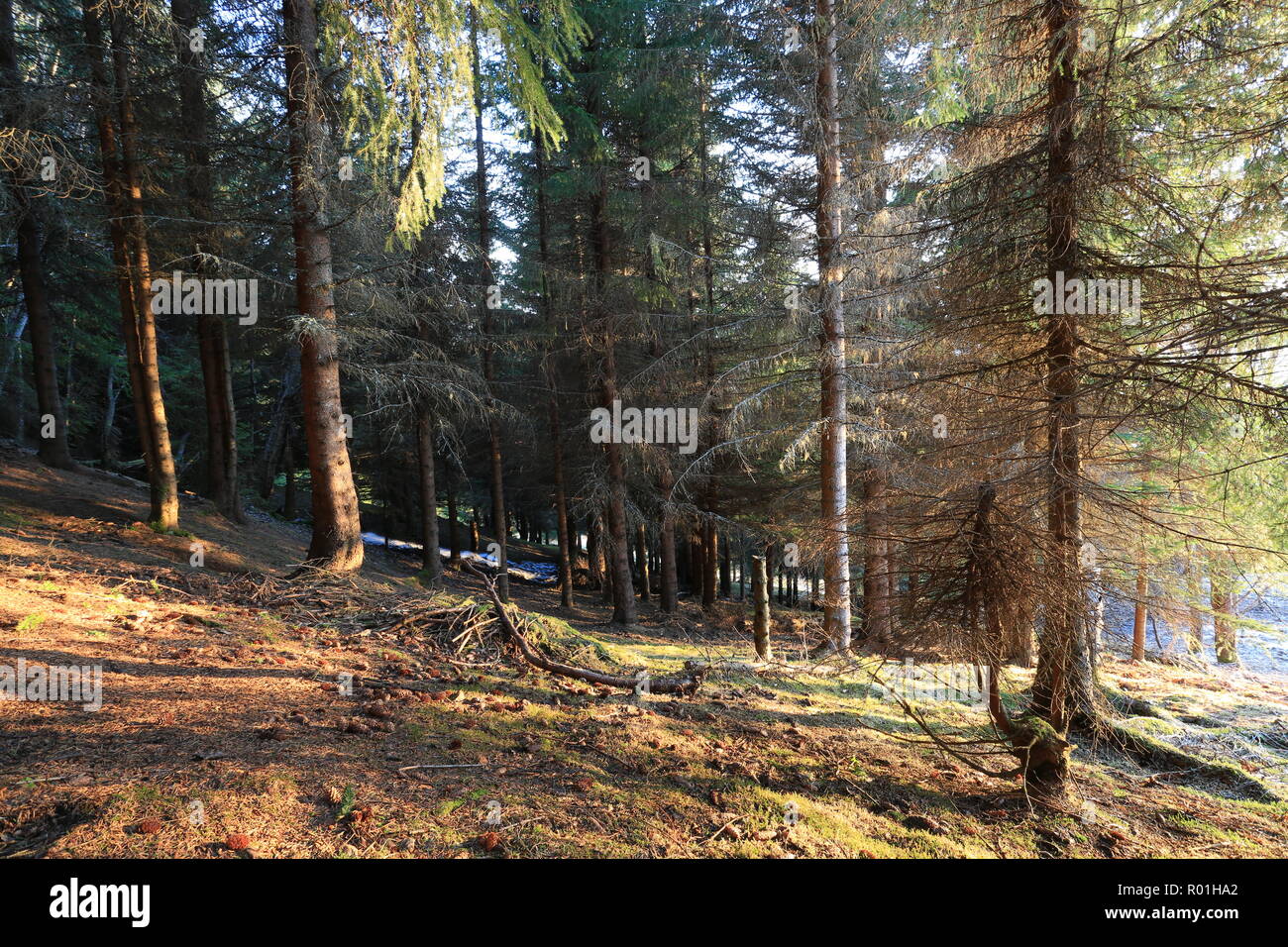 Spruce Forest In The Spring, Sun Shadows Stock Photo - Alamy