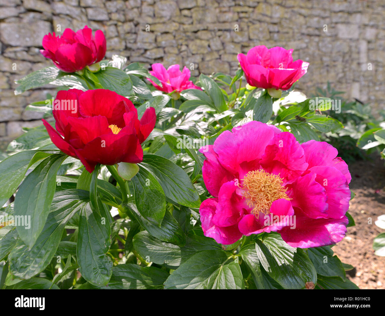 Paeonia red peonies hi-res stock photography and images - Alamy