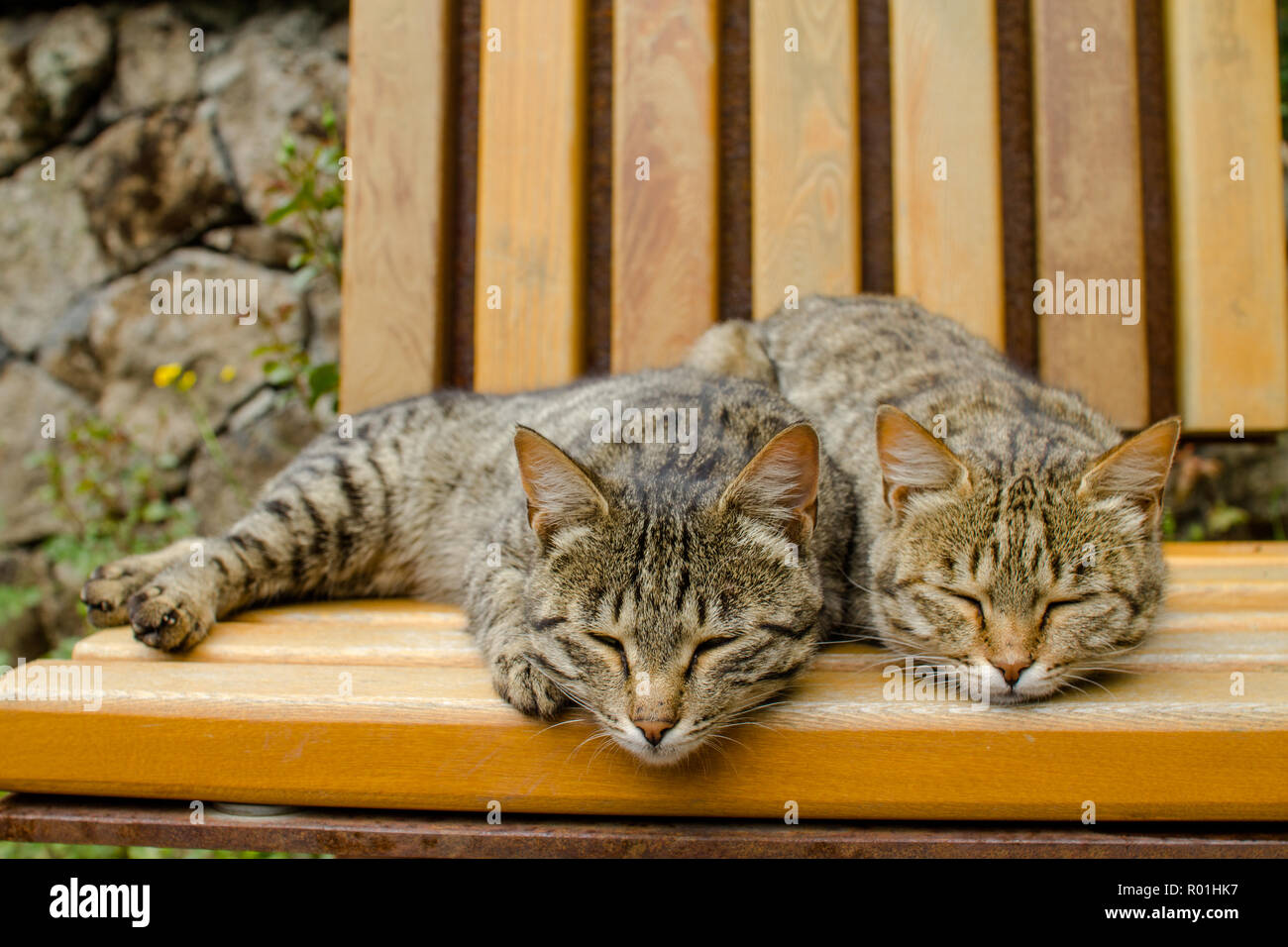 Two cute cats sleeping on hi-res stock photography and images - Alamy