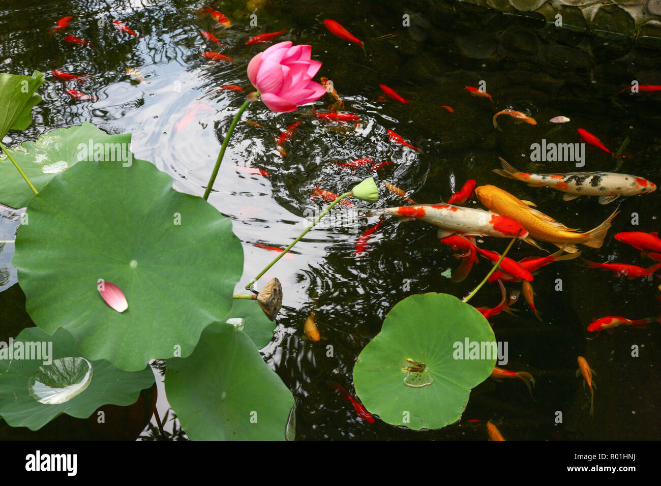 Beautiful river goldfish hi-res stock photography and images - Alamy
