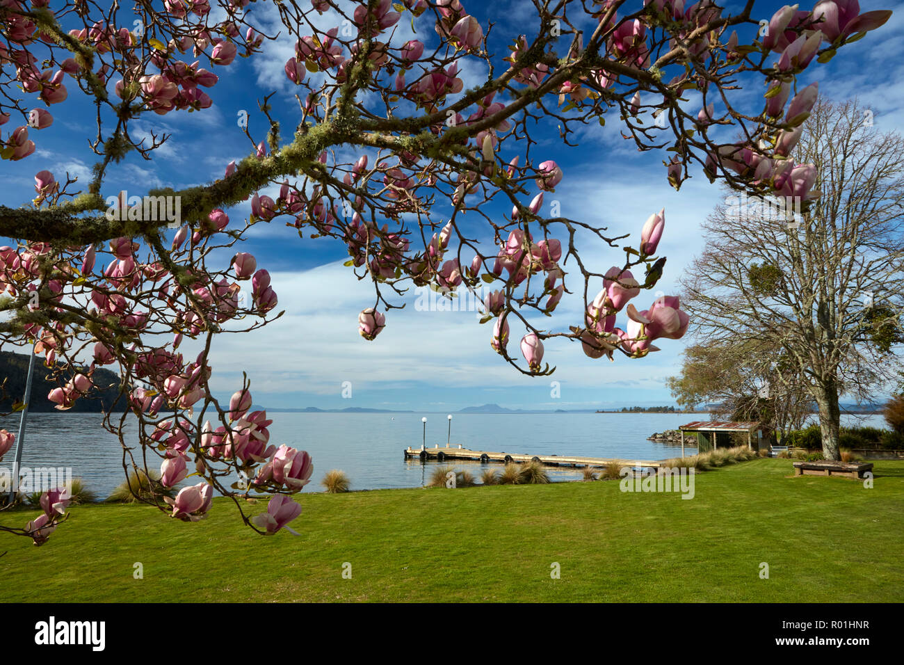 Magnolia tree in bloom hi-res stock photography and images - Alamy