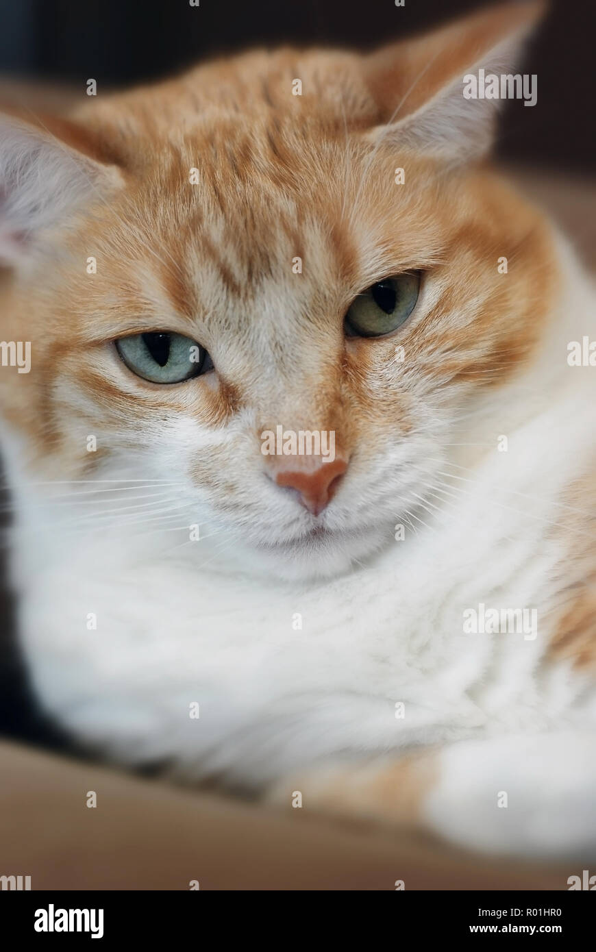 Portrait of a Beautiful Reddish Cat with Green Eyes Stock Photo - Alamy
