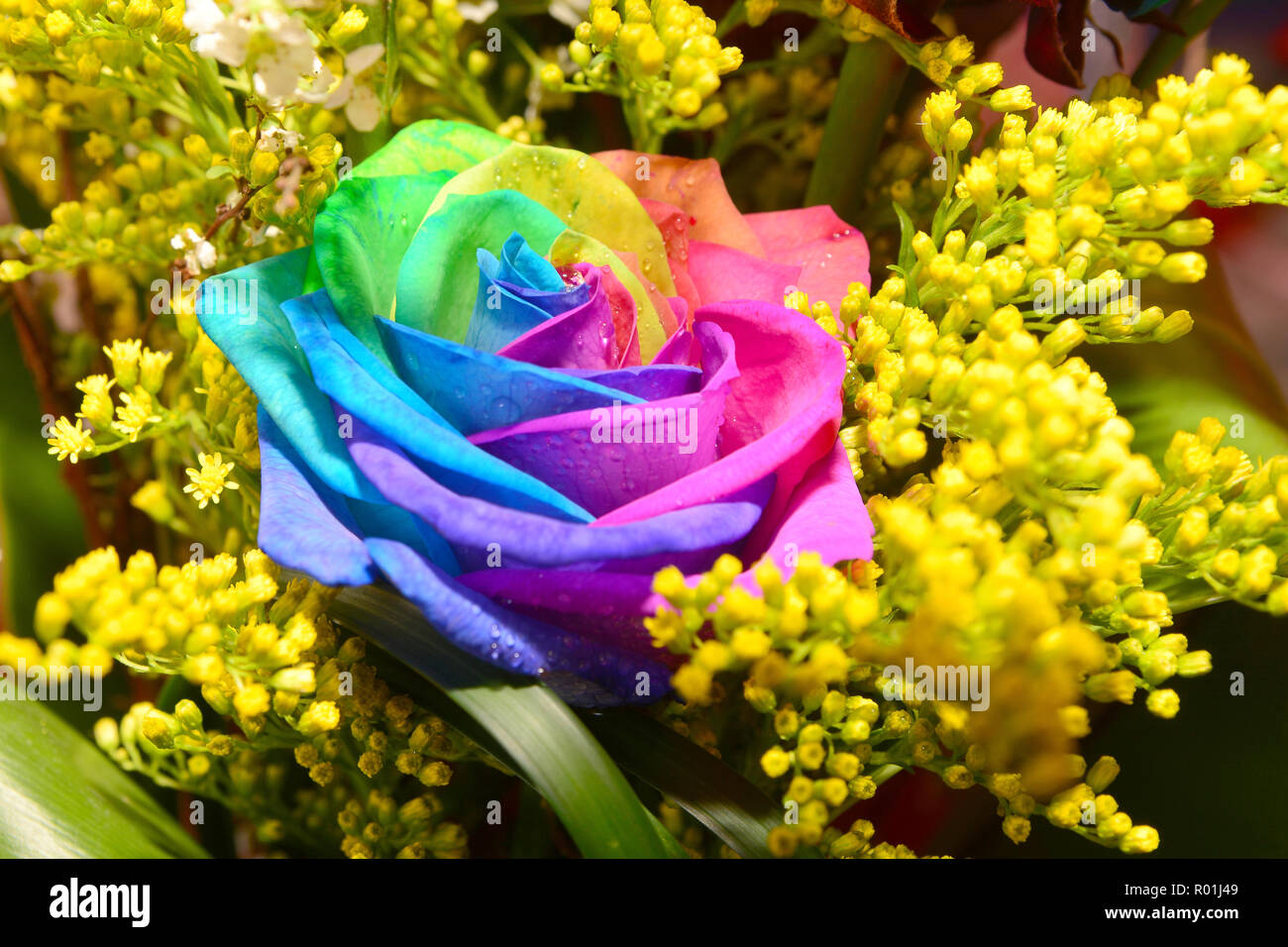Rainbow rose flower Stock Photo - Alamy