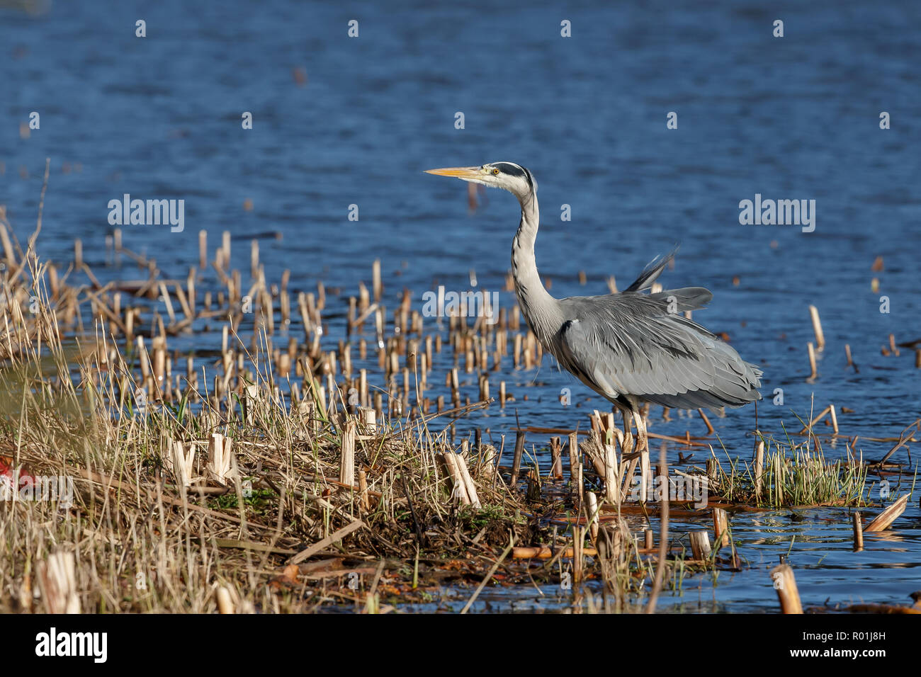 Swamp beds hi-res stock photography and images - Alamy