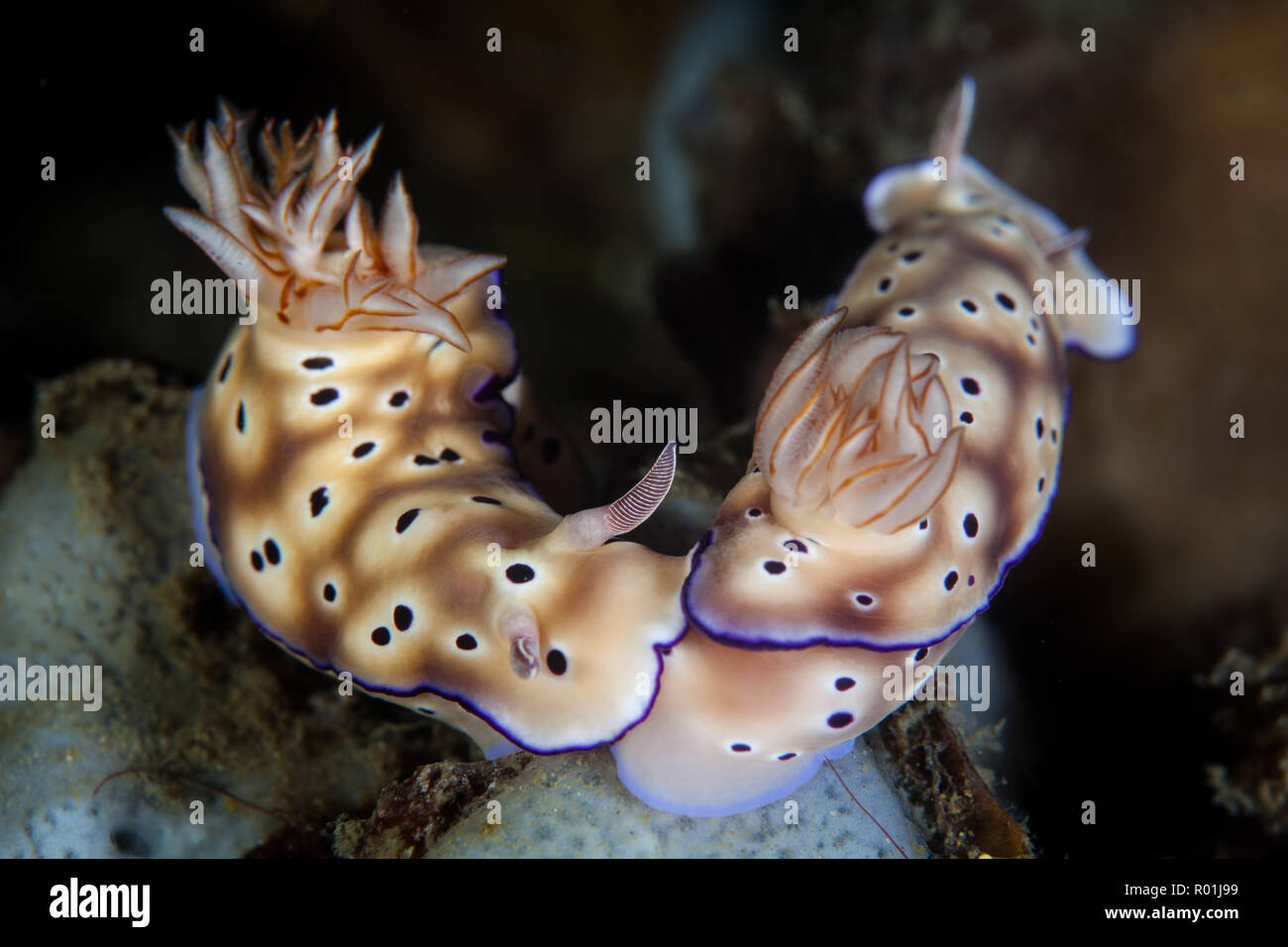 A pair of toxic and colorful nudibranchs, Hypselodoris tryoni, crawl ...