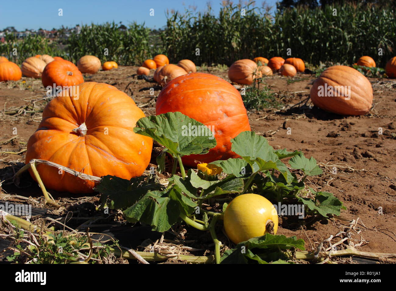 Beautiful large, ripe pumpkins in pumpkin patch on a sunny day Stock ...