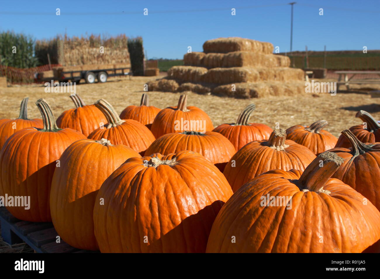 Farming pumpkins hi-res stock photography and images - Alamy