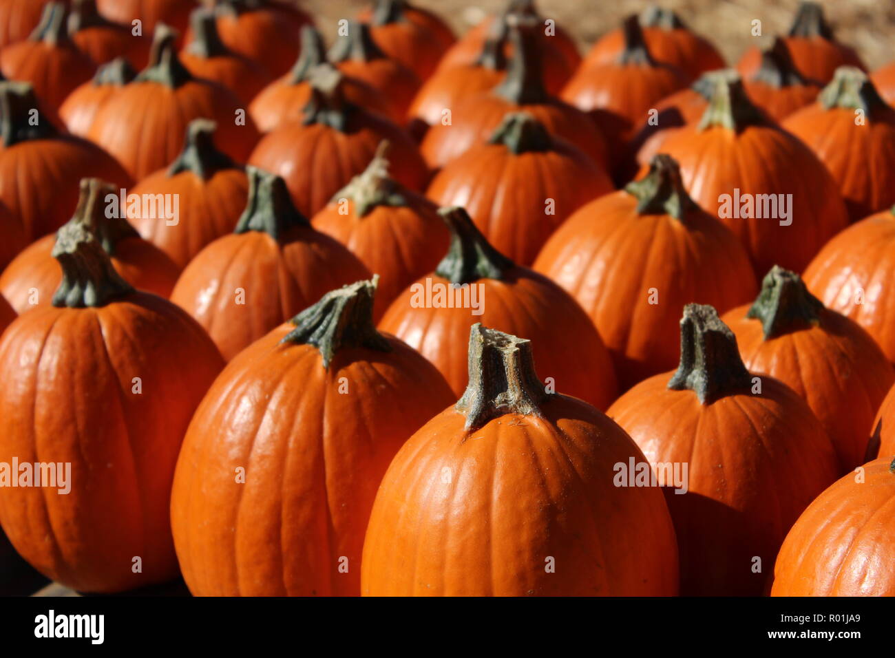 Bright orange texture hi-res stock photography and images - Alamy