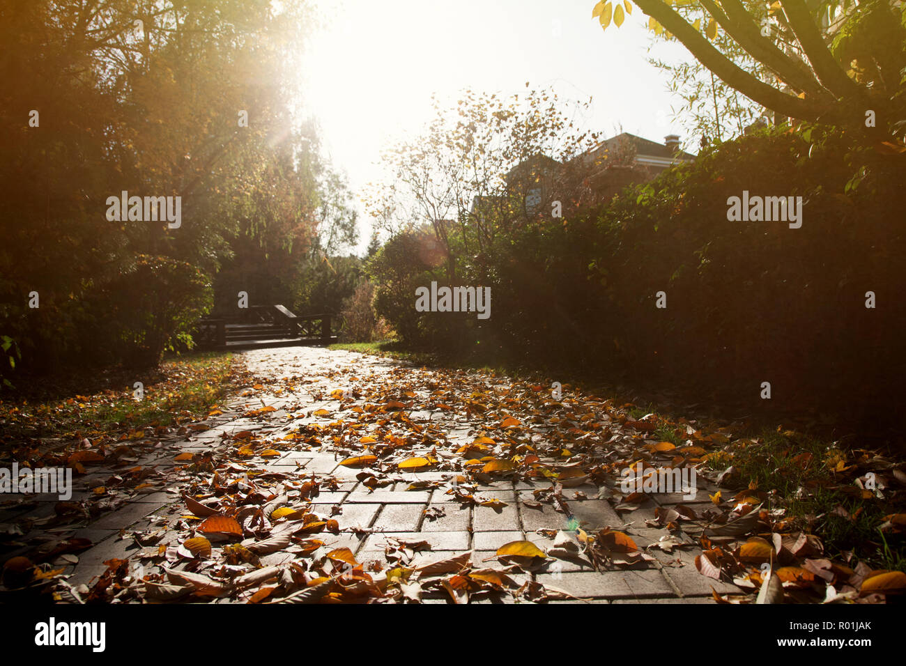 The fallen leaves Stock Photo - Alamy