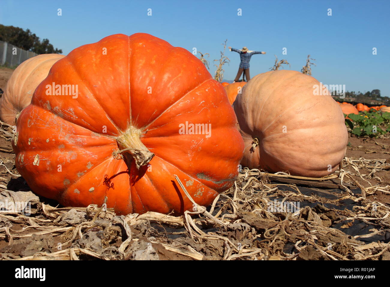 Sunny pumpkins hi-res stock photography and images - Alamy