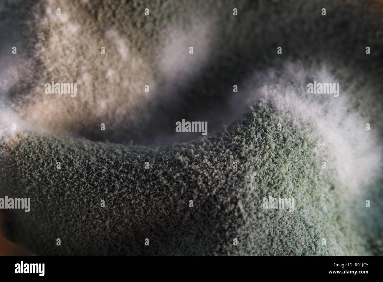 Although there is a place called Moldy Hill, this is a macro photo of ...