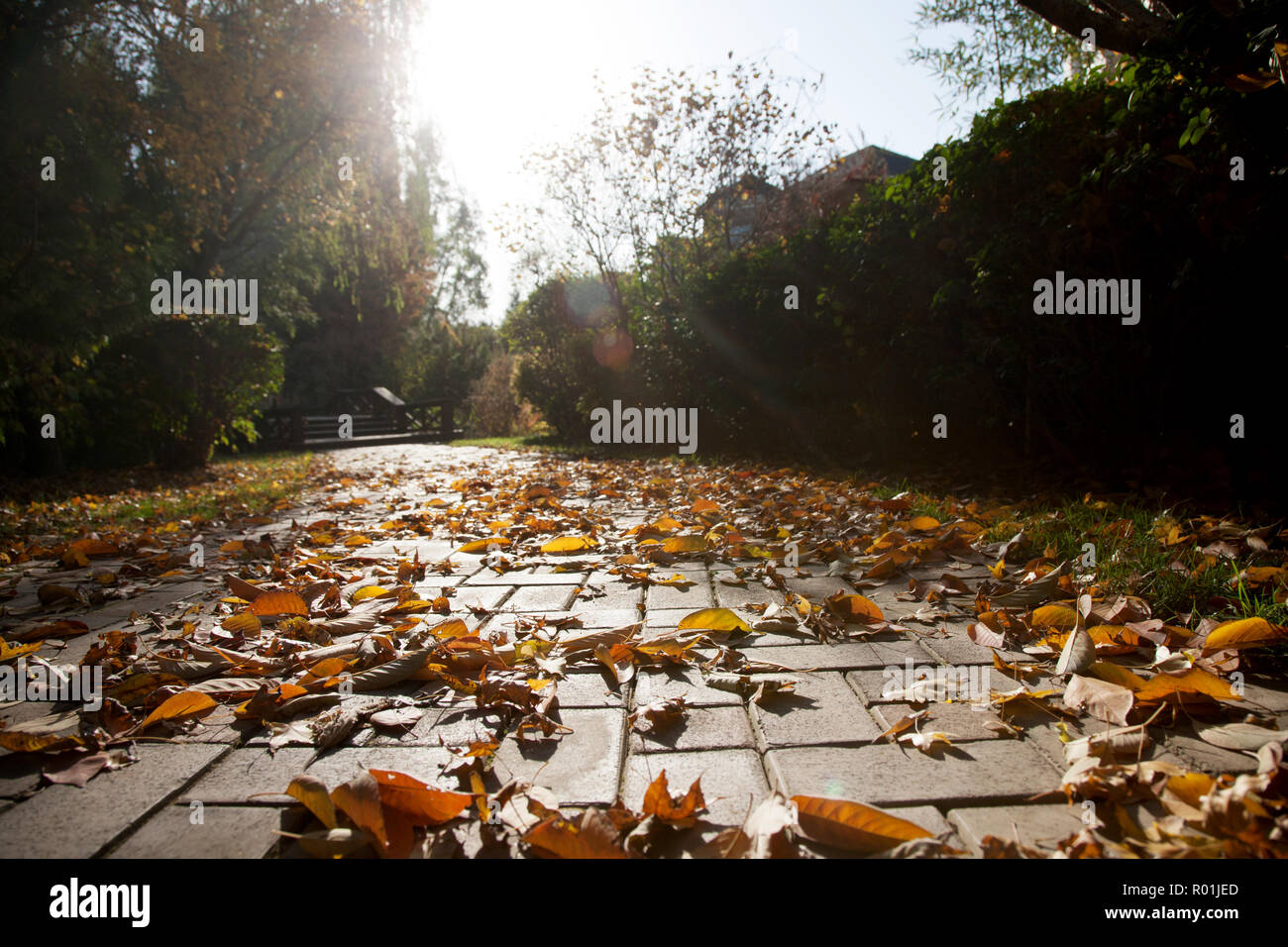 The fallen leaves Stock Photo - Alamy