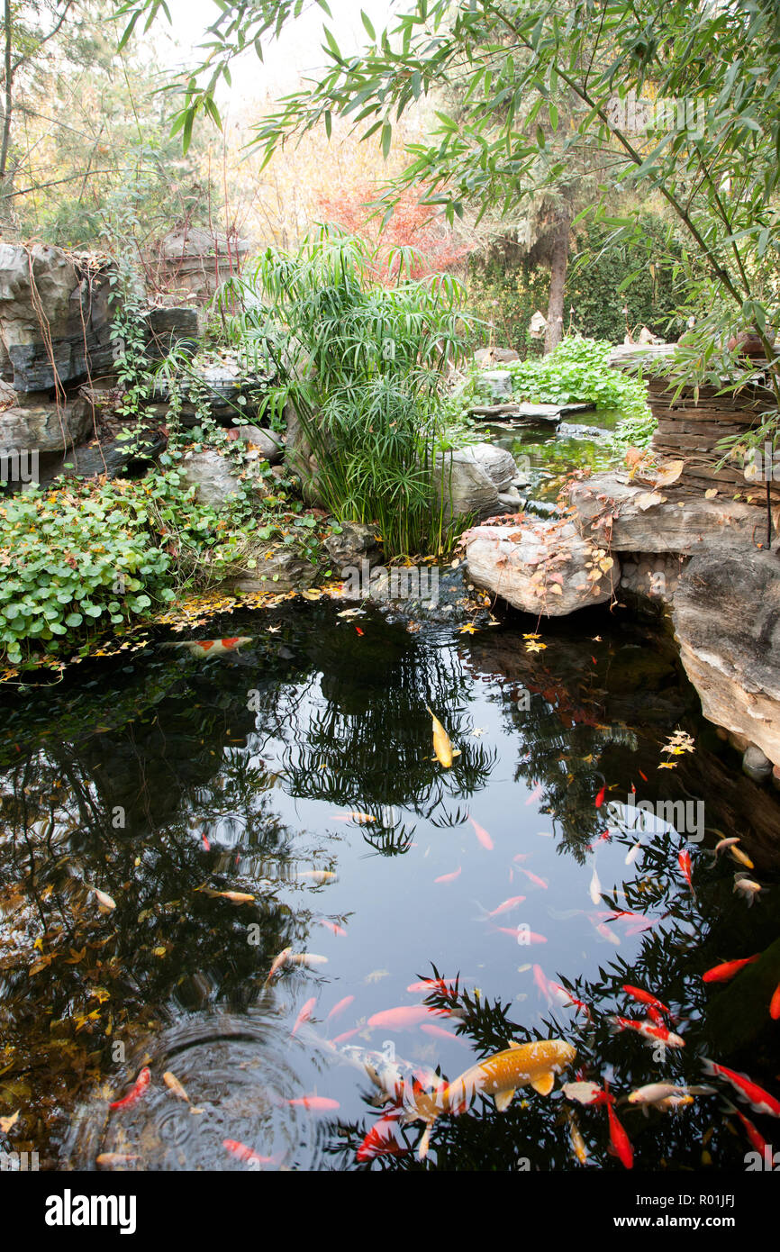Goldfish pond hi-res stock photography and images - Alamy
