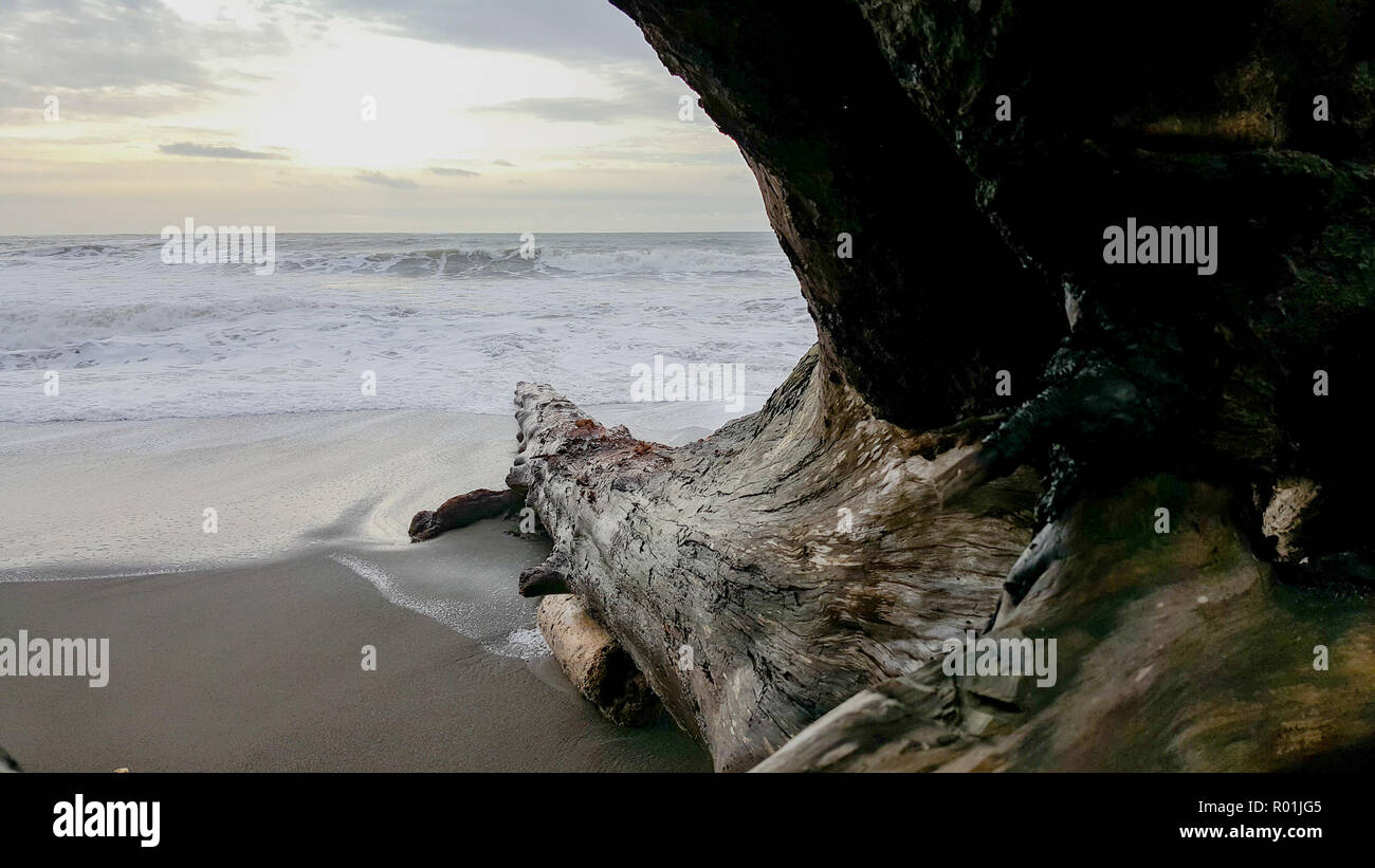 Large Beach Tree at La Push Stock Photo - Alamy
