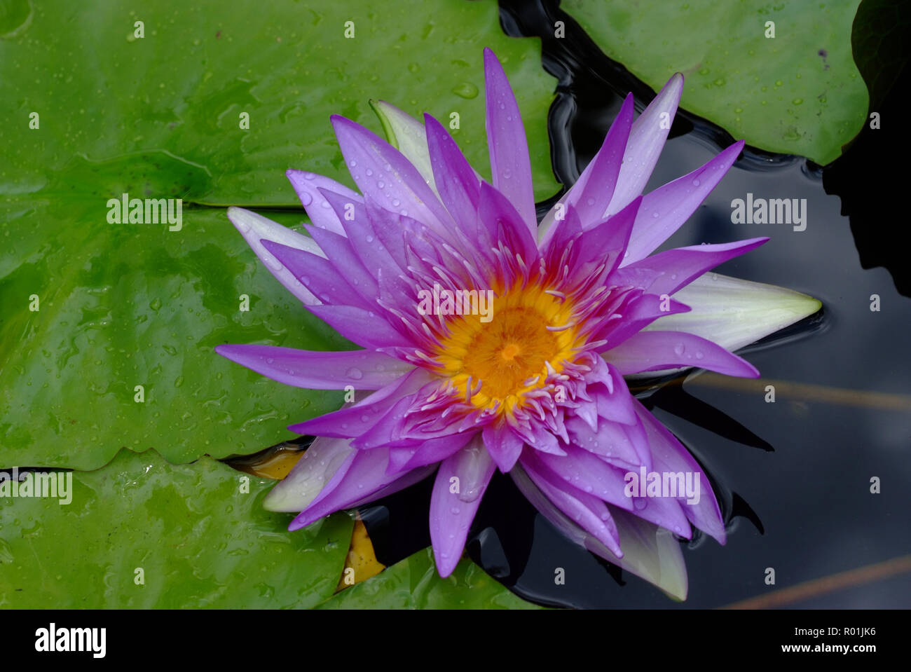 Lotus rare flower. Symbol of purity Stock Photo - Alamy