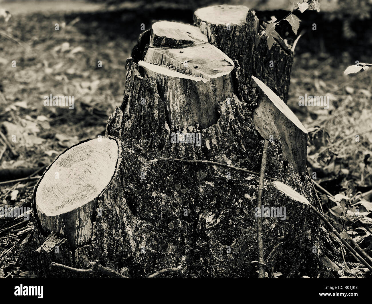Logging, Deforestation, Ecology, Trees Stock Photo - Alamy