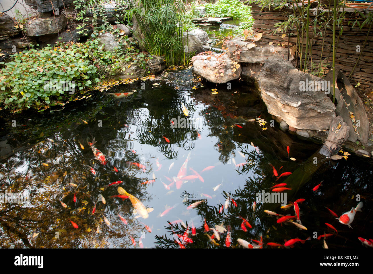 Goldfish pond hi-res stock photography and images - Alamy