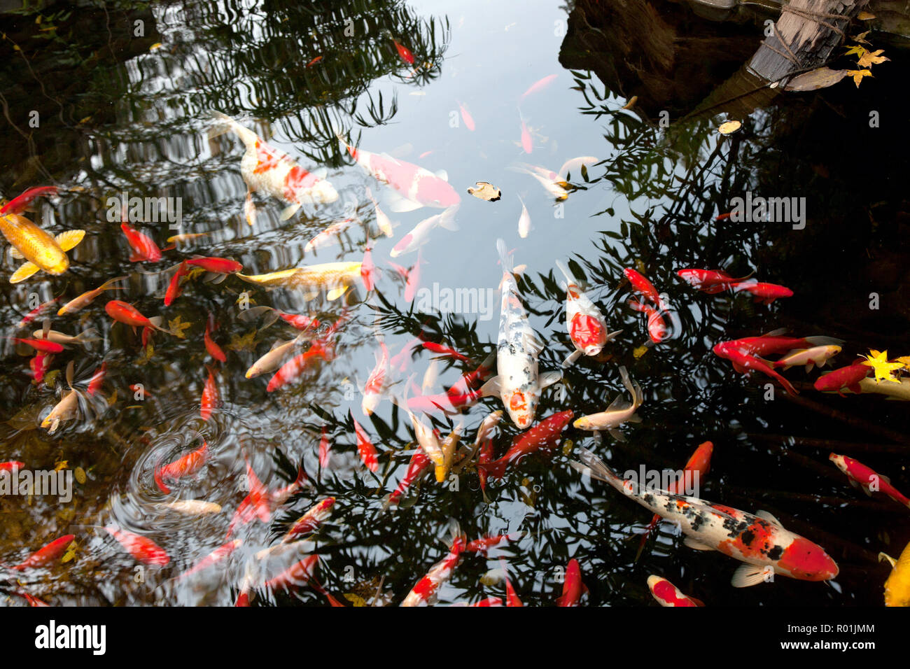 Beautiful river goldfish hi-res stock photography and images - Alamy