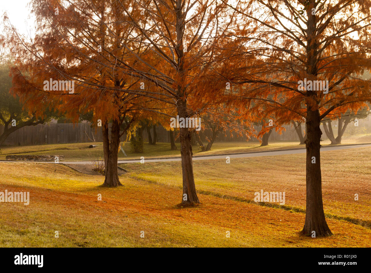 Three Autumn Trees in Morning Sun Stock Photo - Alamy