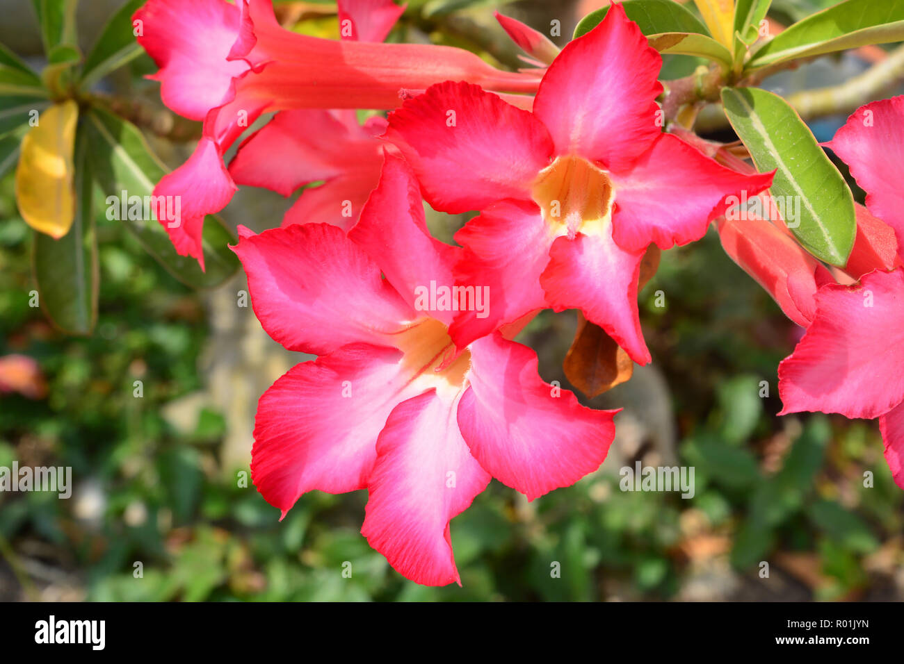 Red Desert Flower, adenium obesum Stock Photo - Alamy