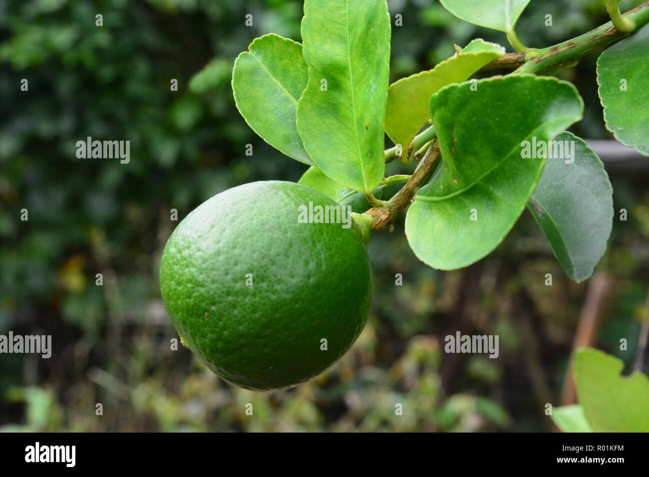 Lime tree fruits Stock Photo - Alamy