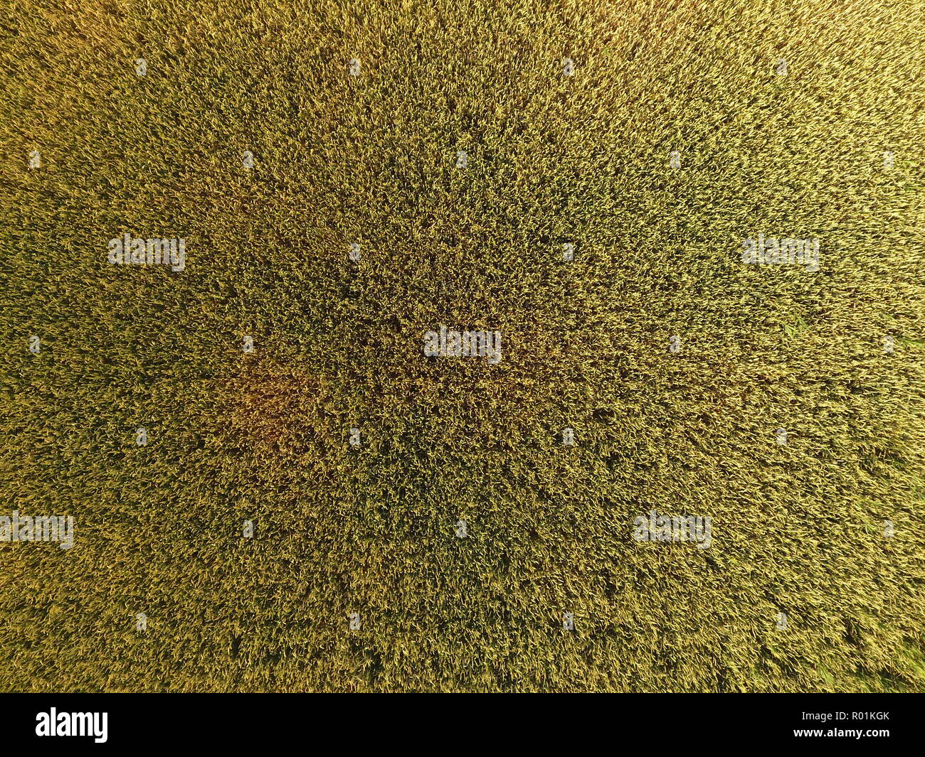 Ripening wheat. Green unripe wheat is a top view. Wheat field Stock ...