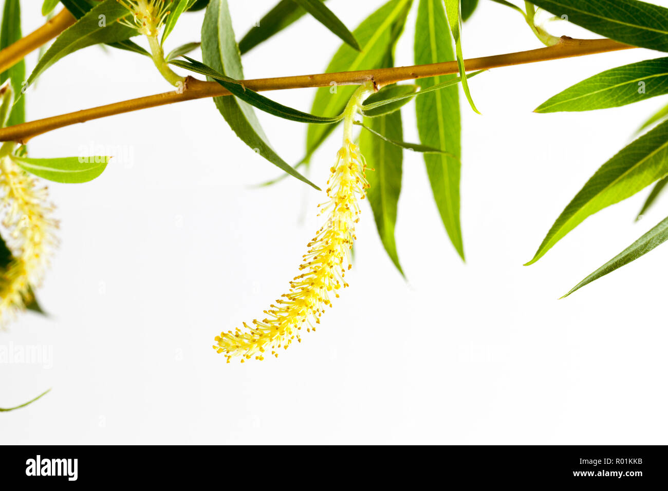 Long leaf willow hi-res stock photography and images - Alamy